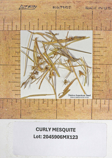 Curly Mesquite | Native American Seed