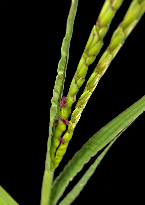 Eastern Gamagrass | Native American Seed