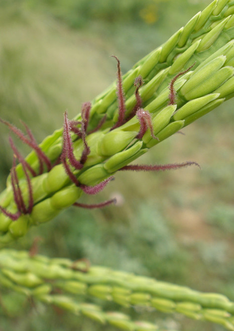 Eastern Gamagrass | Native American Seed