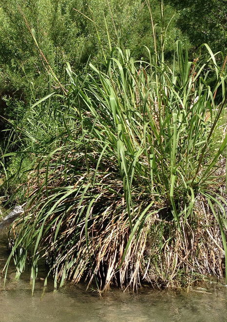 Eastern Gamagrass | Native American Seed