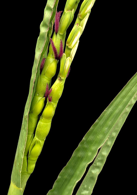 Eastern Gamagrass Blackland | Native American Seed