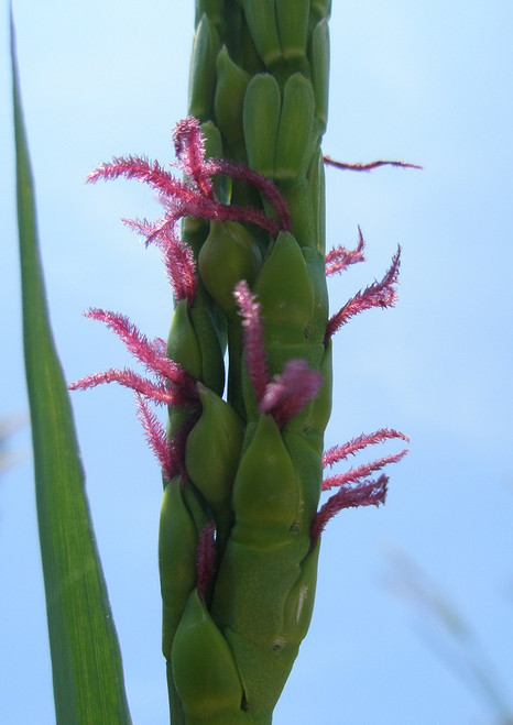 Eastern Gamagrass Blackland | Native American Seed