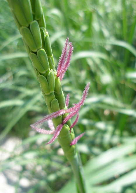Eastern Gamagrass Blackland | Native American Seed