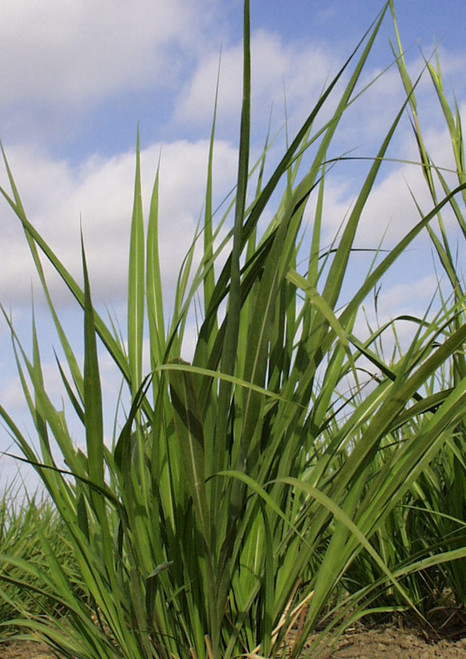 Eastern Gamagrass Blackland | Native American Seed