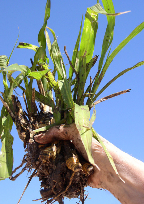 Eastern Gamagrass Blackland | Native American Seed