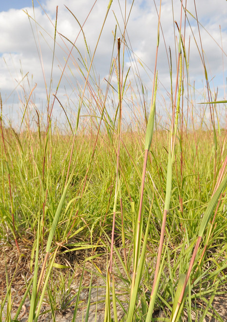 Eastern Gamagrass Blackland | Native American Seed