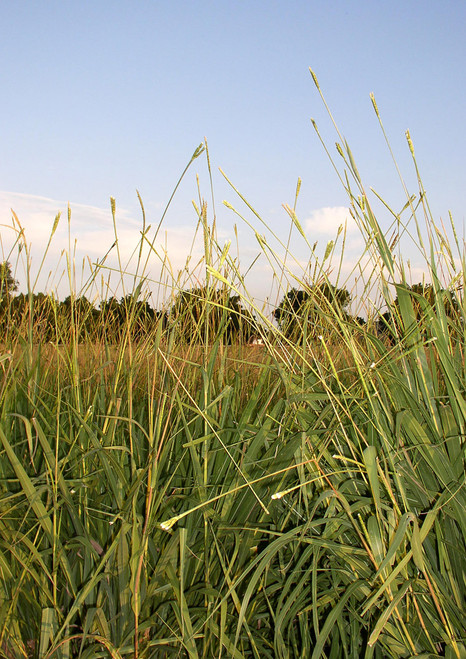 Eastern Gamagrass Blackland | Native American Seed