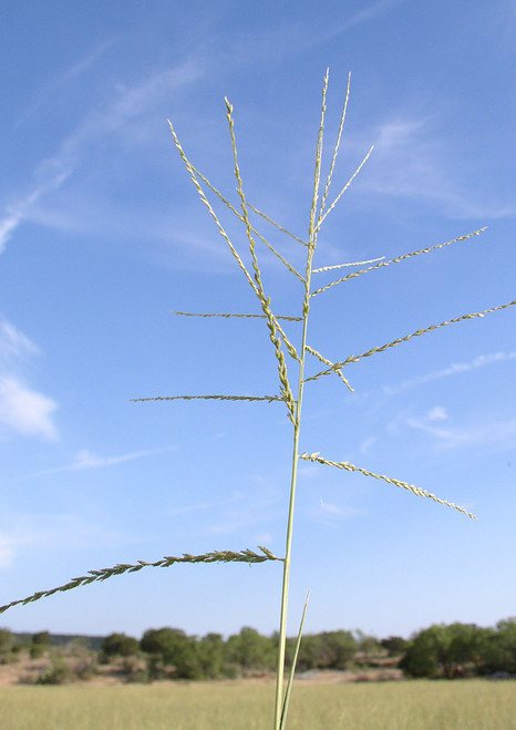 Green Sprangletop | Native American Seed