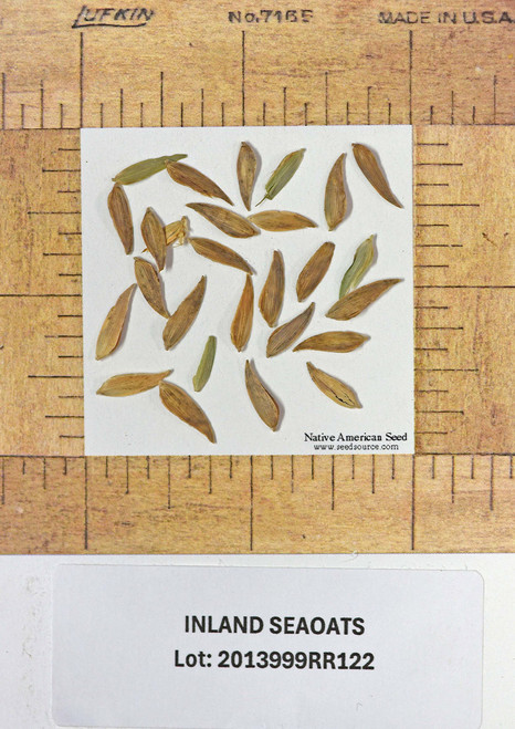 Inland Seaoats | Native American Seed