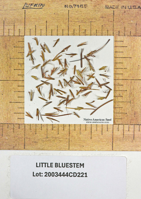 Little Bluestem | Native American Seed