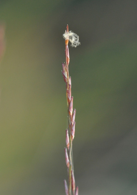 Switchgrass | Native American Seed