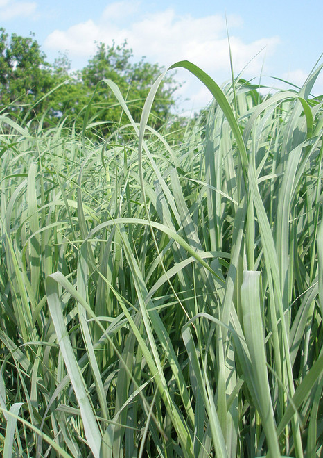 Switchgrass | Native American Seed