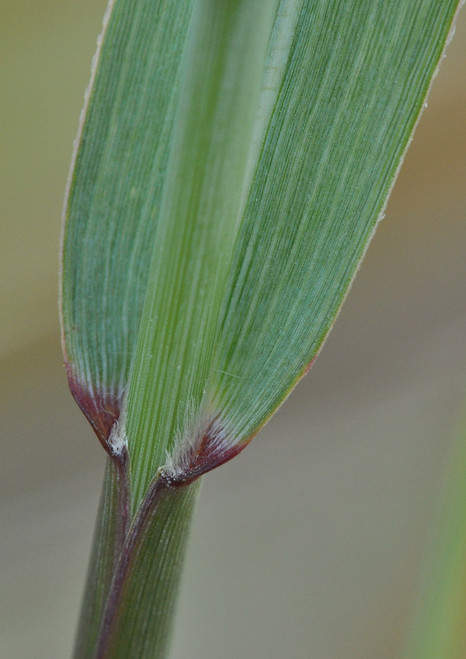 Switchgrass | Native American Seed