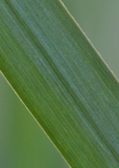 Switchgrass | Native American Seed