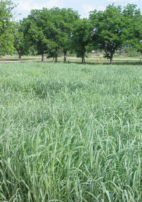 Switchgrass | Native American Seed