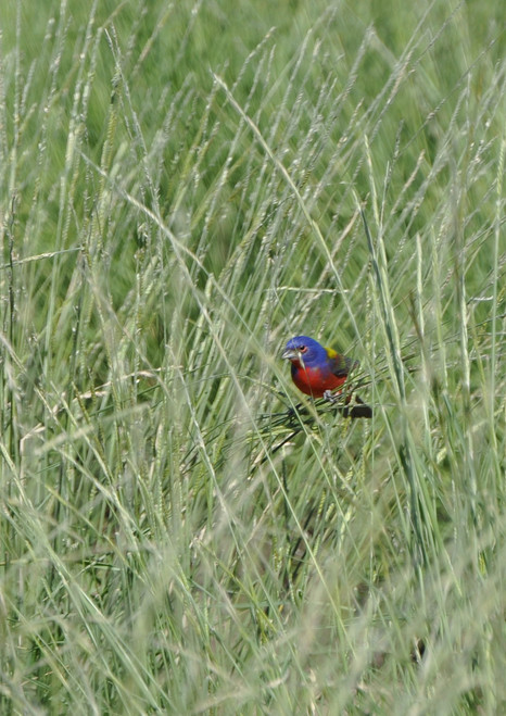 Texas Cupgrass | Native American Seed