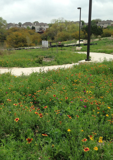 Blackland Prairie Mix | Native American Seed