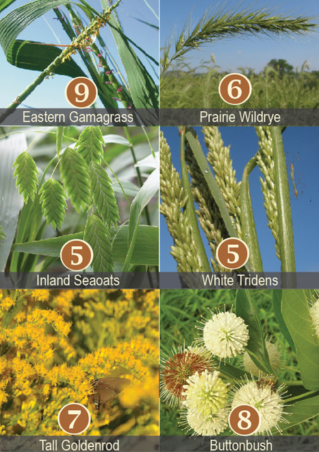Riparian Recovery Mix | Native American Seed