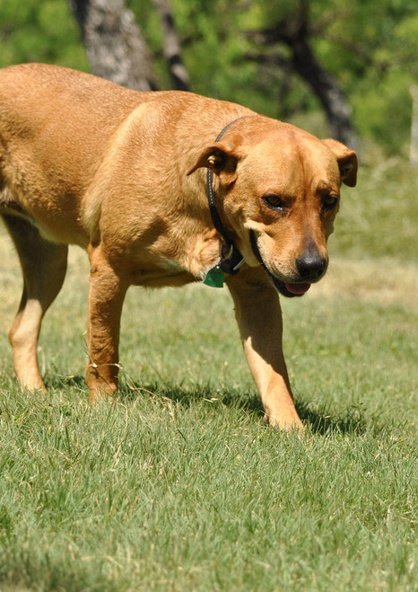 Thunder Turf | Native American Seed