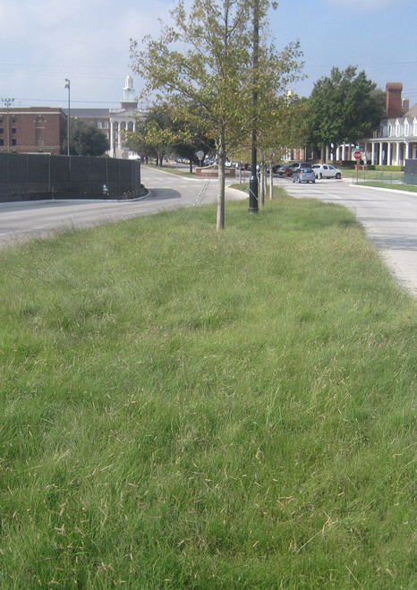 Thunder Turf | Native American Seed