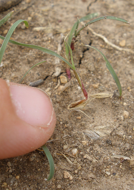 Thunder Turf | Native American Seed