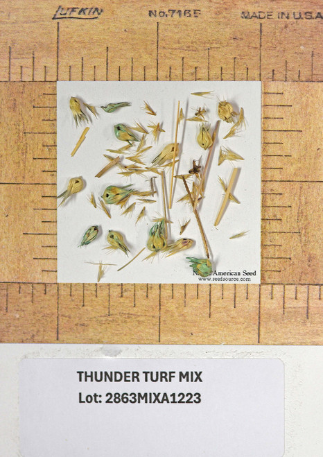 Thunder Turf | Native American Seed