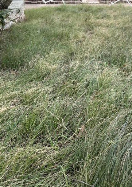 Thunder Turf | Native American Seed