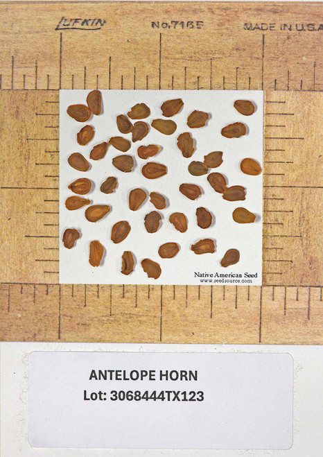 Antelope Horn | Native American Seed