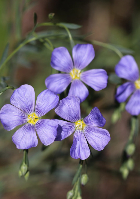 Blue Flax | Native American Seed
