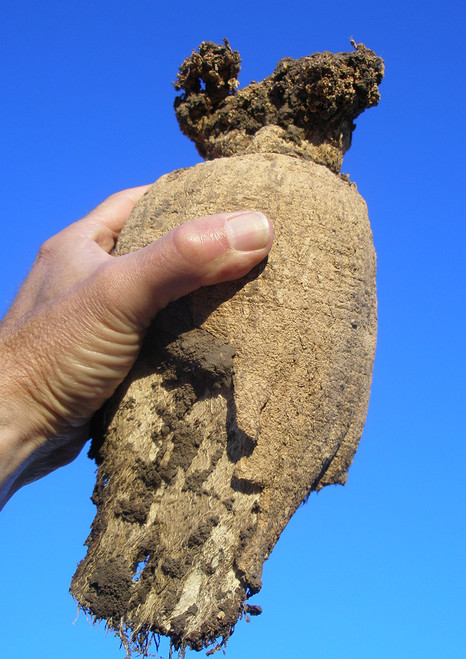 Buffalo Gourd | Native American Seed