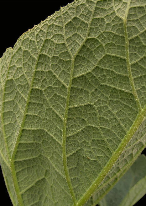 Buffalo Gourd | Native American Seed