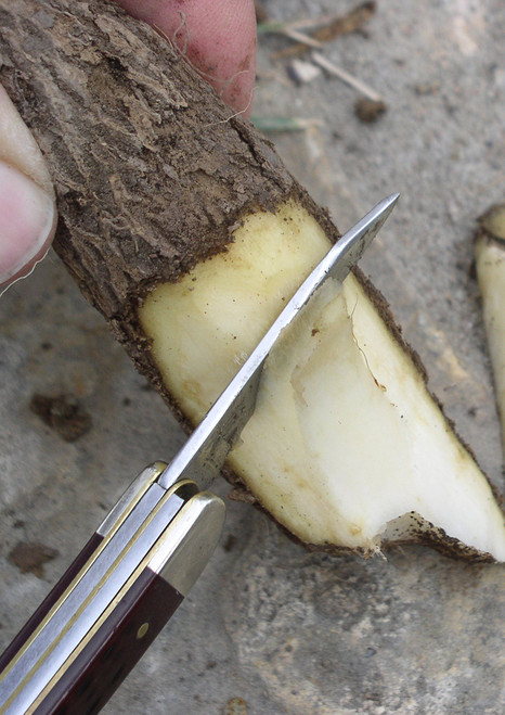 Bush Sunflower | Native American Seed