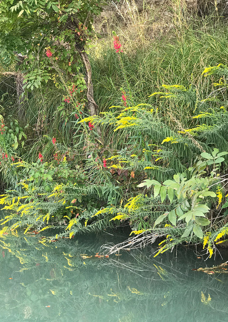 Cardinal Flower | Native American Seed
