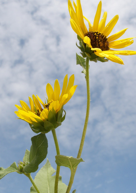 Common Sunflower | Native American Seed
