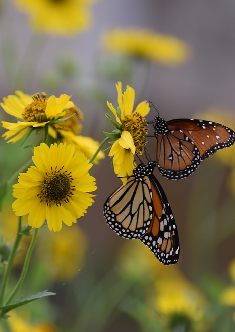 Cowpen Daisy | Native American Seed