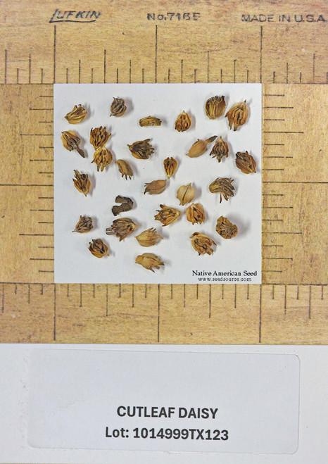Cutleaf Daisy | Native American Seed