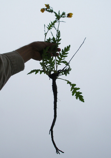 Cutleaf Daisy | Native American Seed