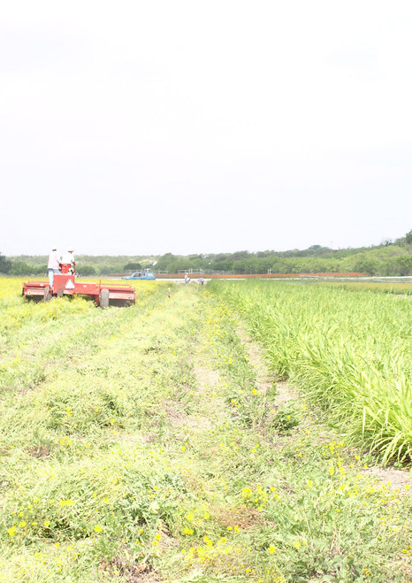 Cutleaf Daisy | Native American Seed