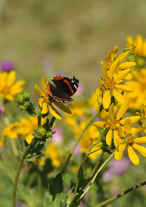 Cutleaf Daisy | Native American Seed