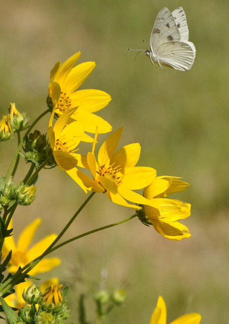 Cutleaf Daisy | Native American Seed
