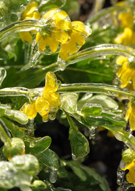 Cutleaf Daisy | Native American Seed