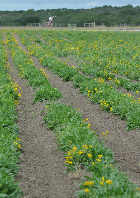 Cutleaf Daisy | Native American Seed