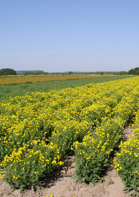 Cutleaf Daisy | Native American Seed