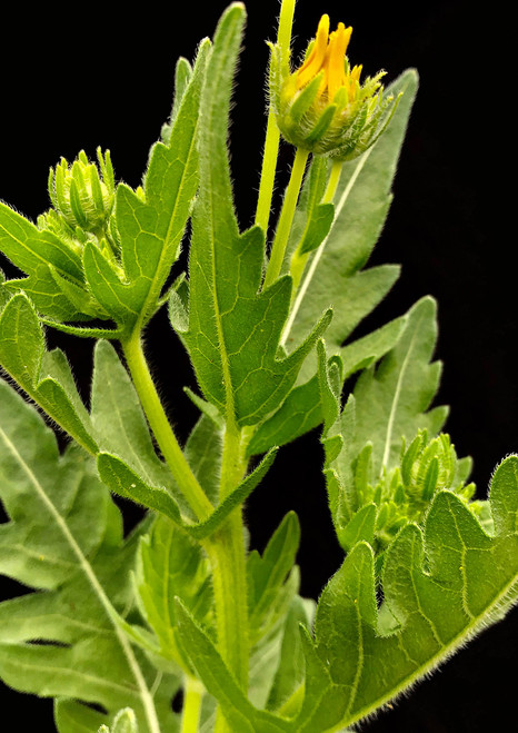 Cutleaf Daisy | Native American Seed
