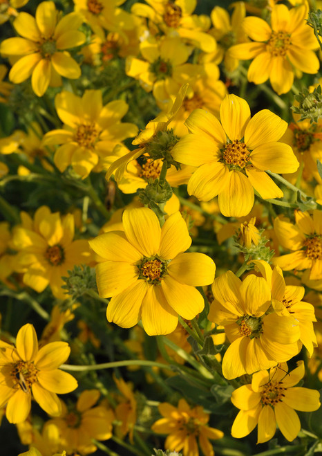 Cutleaf Daisy | Native American Seed
