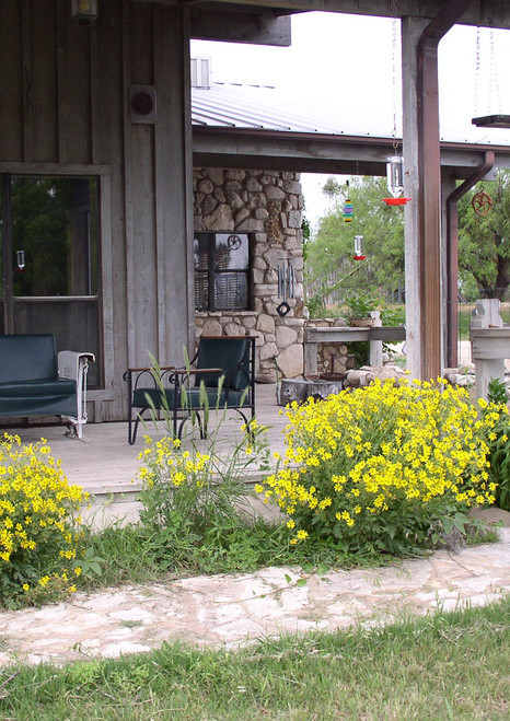 Cutleaf Daisy | Native American Seed