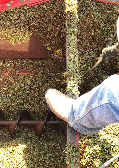 Cutleaf Daisy | Native American Seed