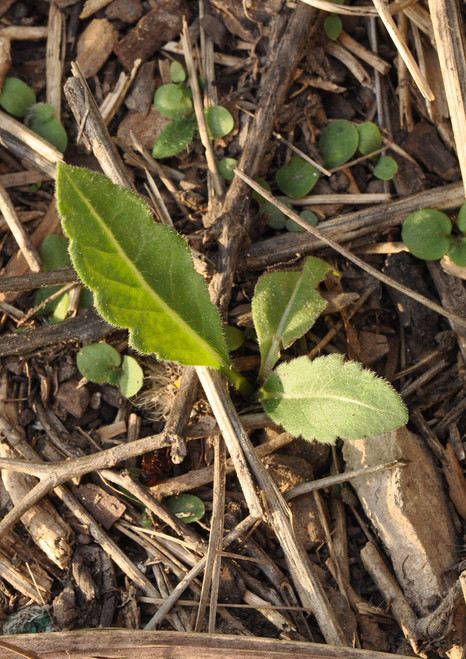 Cutleaf Daisy | Native American Seed