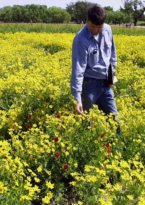 Cutleaf Daisy | Native American Seed
