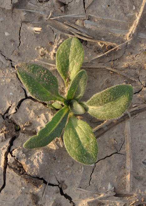 Cutleaf Daisy | Native American Seed